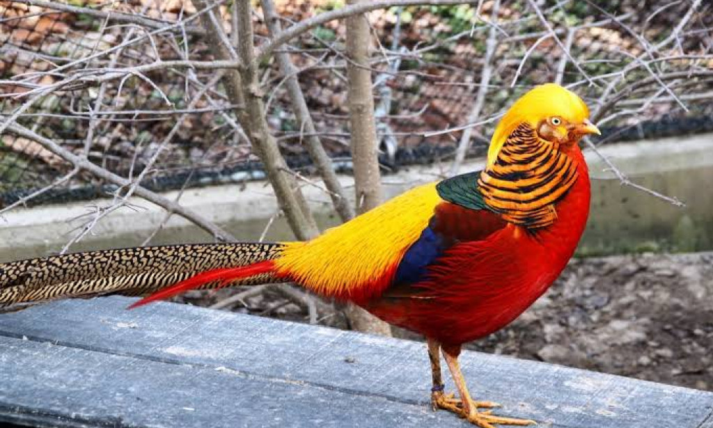 Top 10 Rarest Bird In The World